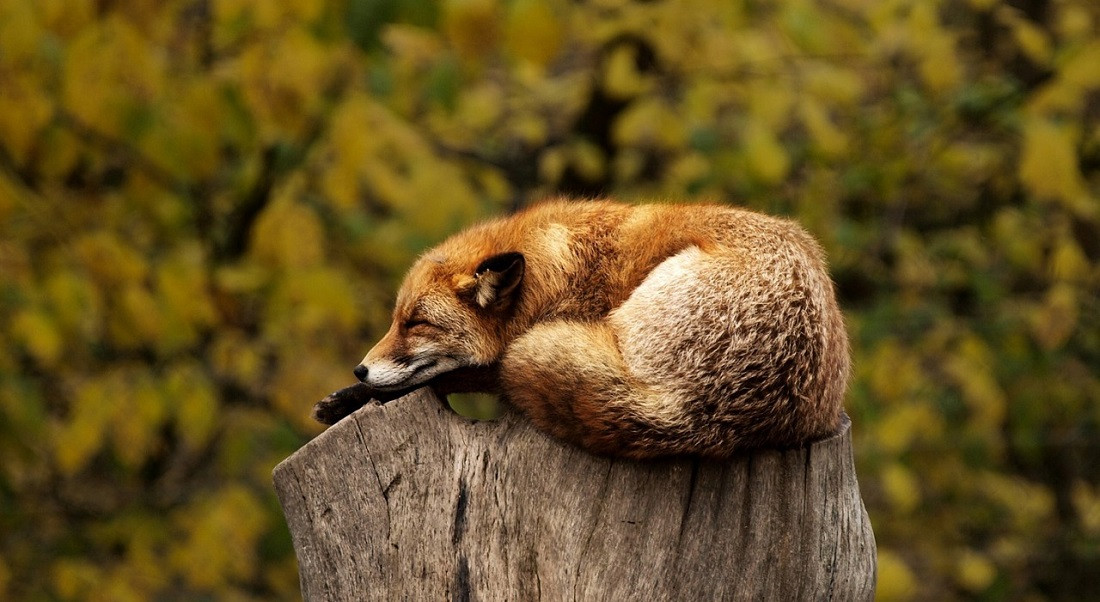 Raposa cuidava do galinheiro na Apple - Baguete